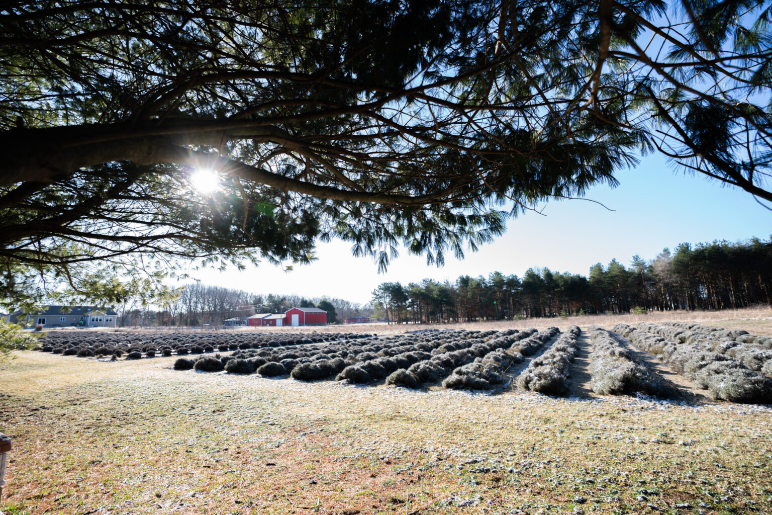 Home - Shades of Lavender Farm