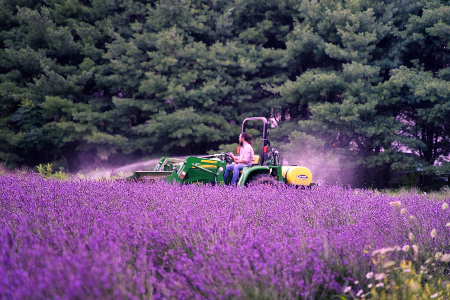 Home - Shades of Lavender Farm